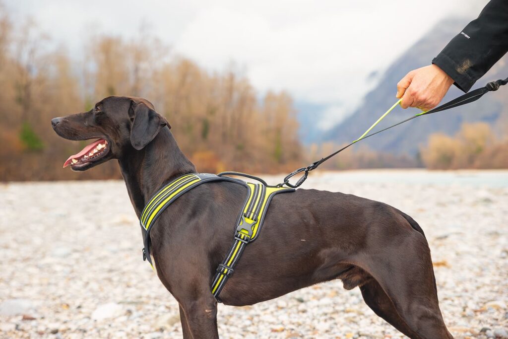 4 Season Jogging Leash - Axaeco