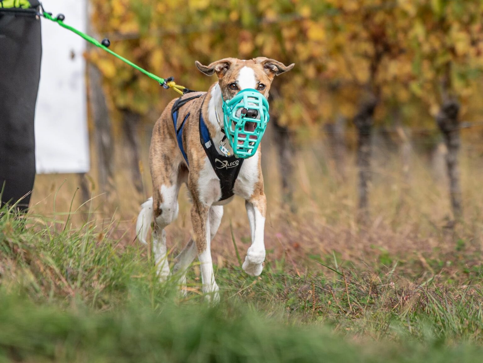 Managing a Reactive or Anxious Dog on the Trail - Axaeco