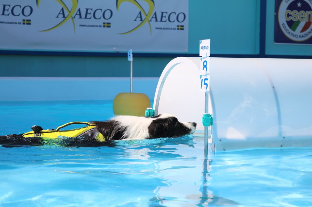 "Swim Dog Sports", the Latest Trend for Water-Loving Dogs in Italy ...