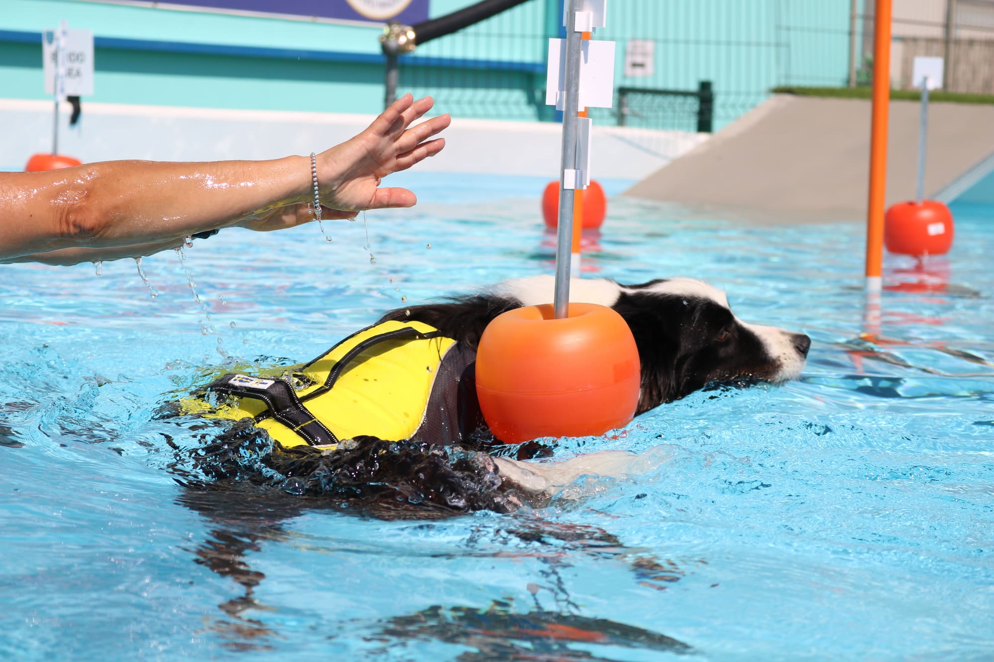 "Swim Dog Sports", the Latest Trend for Water-Loving Dogs in Italy ...